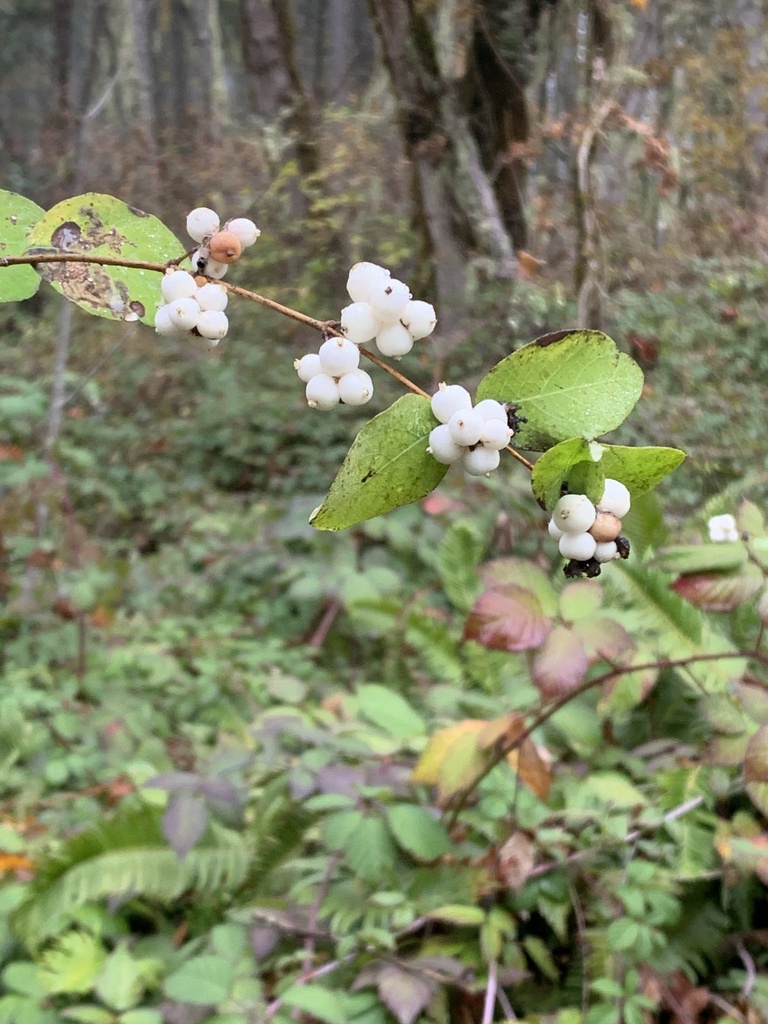 Common Snowberry from Fox Hollow Rd, Eugene, OR, US on November 12 ...