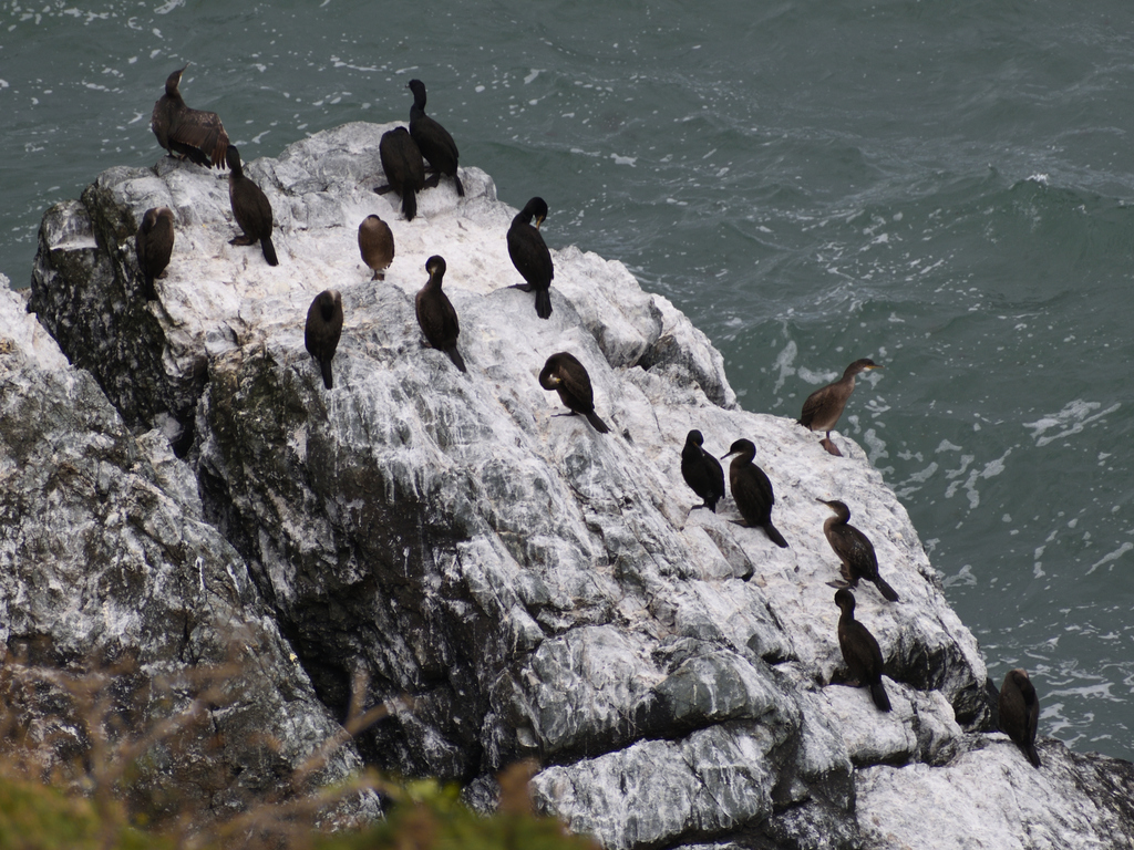 European Shag from Newcourt, Co. Wicklow, Ireland on July 26, 2022 at ...