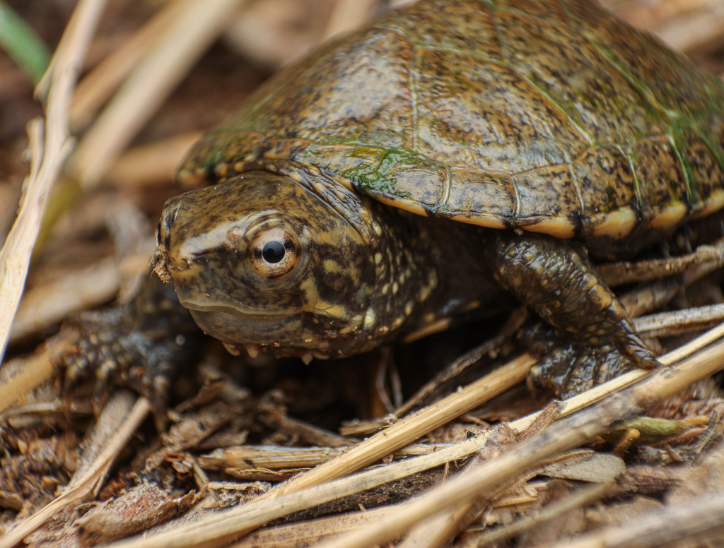 Sonoyta Mud Turtle in November 2022 by Mason S. · iNaturalist
