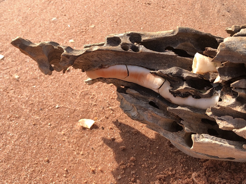 Shipworms from Carnarvon St, Broome, WA, AU on November 10, 2022 at 07: ...