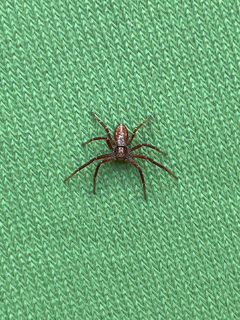 Philodromus rufus from Beaver Lake, Vancouver, BC, CA on November 12 ...