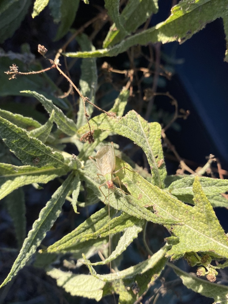 Common Tree Crickets from Fort Davis, TX, US on October 25, 2022 at 06: ...