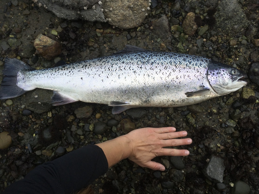 Atlantic Salmon from Skagit County, WA, USA on August 23, 2017 at 11:19 ...