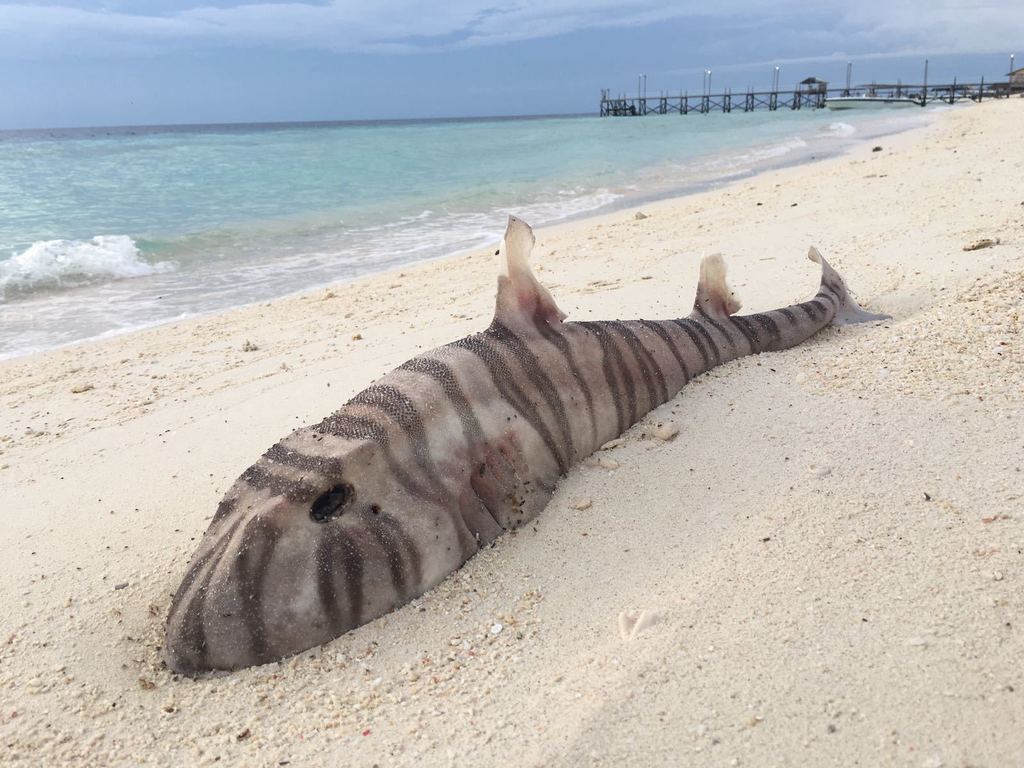 Zebra Hornshark (Heterodontus zebra) - Marine Life Identification