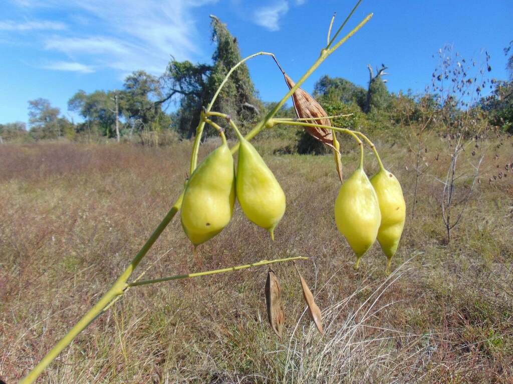 Bladder Pod from Somerville Lake, Texas, USA by mamahen90 · iNaturalist