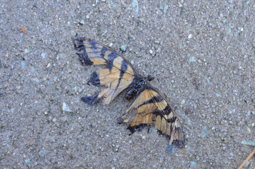 Eastern Tiger Swallowtail from Durham, NC, USA on November 12, 2022 at ...