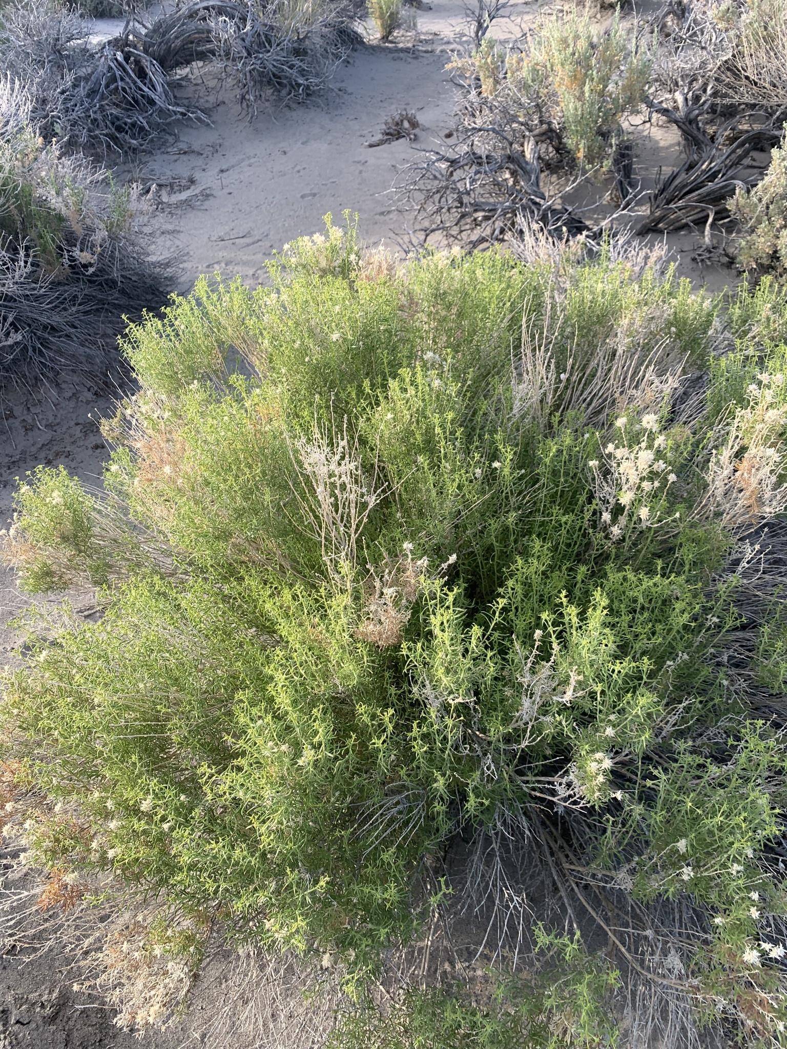 Chrysothamnus viscidiflorus subsp. viscidiflorus