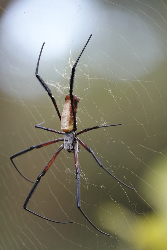 Hairy Golden Orb-weaving Spider from 12 Kampala - Entebbe Expy, Entebbe ...
