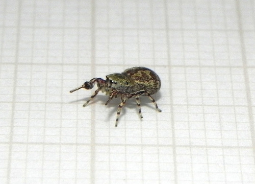 Tacuna delecta · iNaturalist