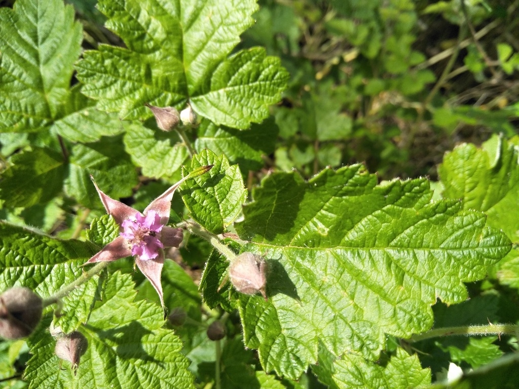 small-leaf bramble from Belair SA 5052, Australia on November 2, 2021 ...