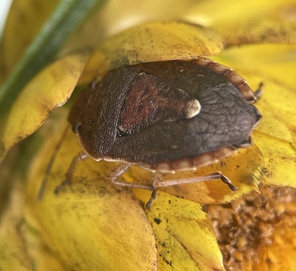 Dictyotus inconspicuus from Frankston South, VIC, AU on November 13 ...