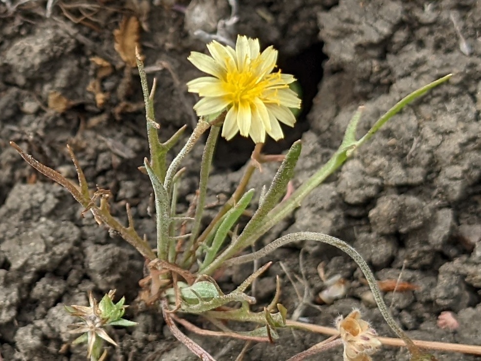 Microseris douglasii tenella from Alameda County, CA, USA on May 6 ...