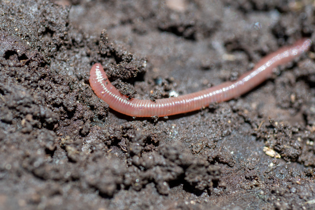 Common Earthworm from Te Horo Beach 5581, New Zealand on November 13 ...
