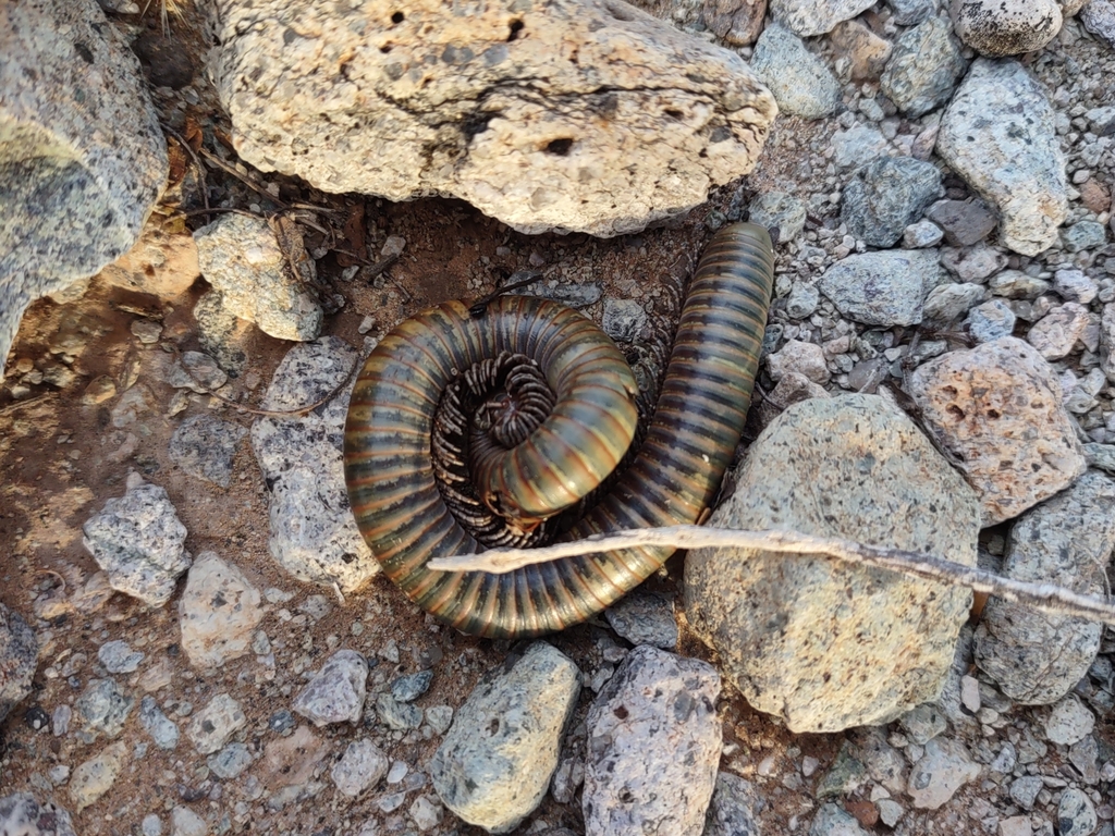 Desert Millipede from Ajo, AZ 85321, USA on November 11, 2022 at 05:00 ...