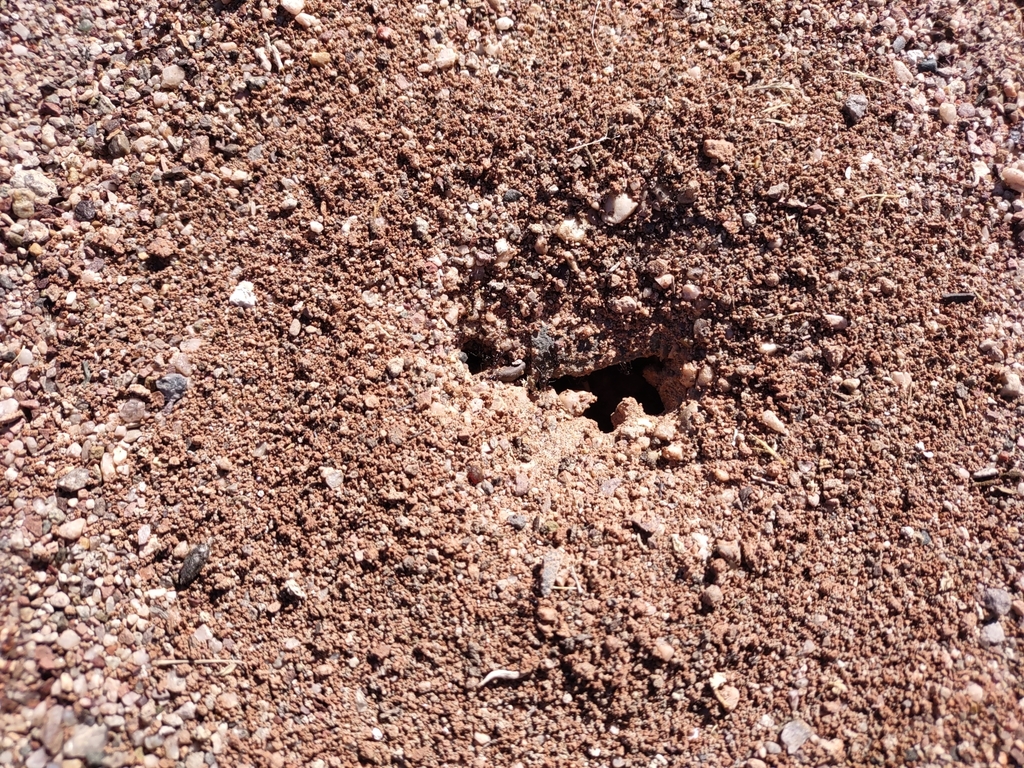Veromessor pergandei from Ajo, AZ 85321, USA on November 12, 2022 at 11 ...