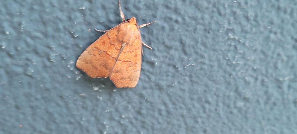 Hibiscus Leaf Caterpillar Moth from Columbia, MD, USA on September 09 ...