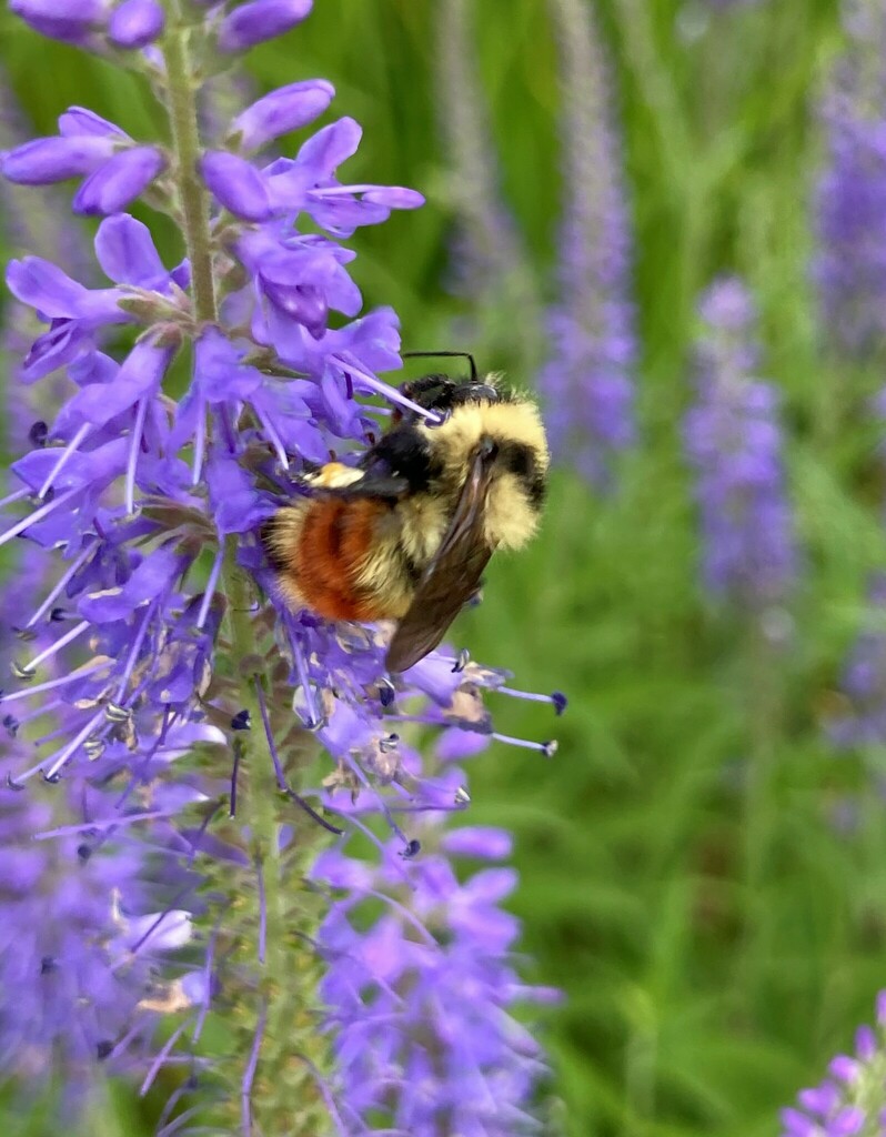 Red-belted Bumble Bee from Douglasdale, Calgary, AB T2Z, Canada on July ...