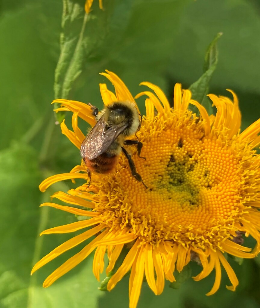 Red-belted Bumble Bee from Douglasdale, Calgary, AB T2Z, Canada on July ...