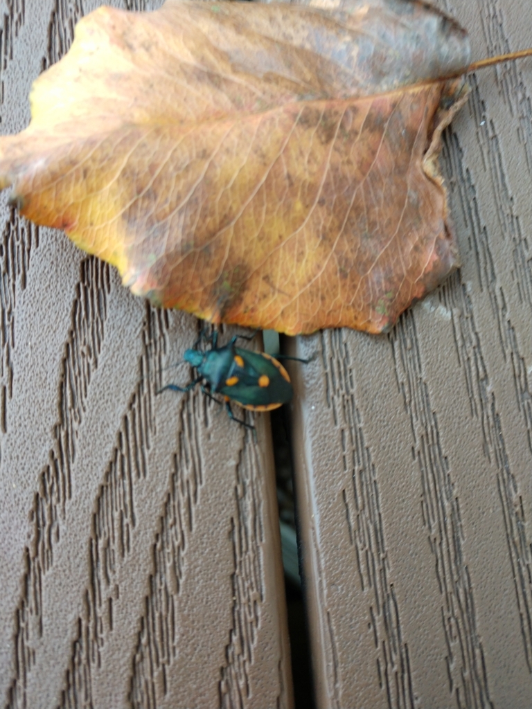 Florida Predatory Stink Bug in November 2020 by planetlorak · iNaturalist