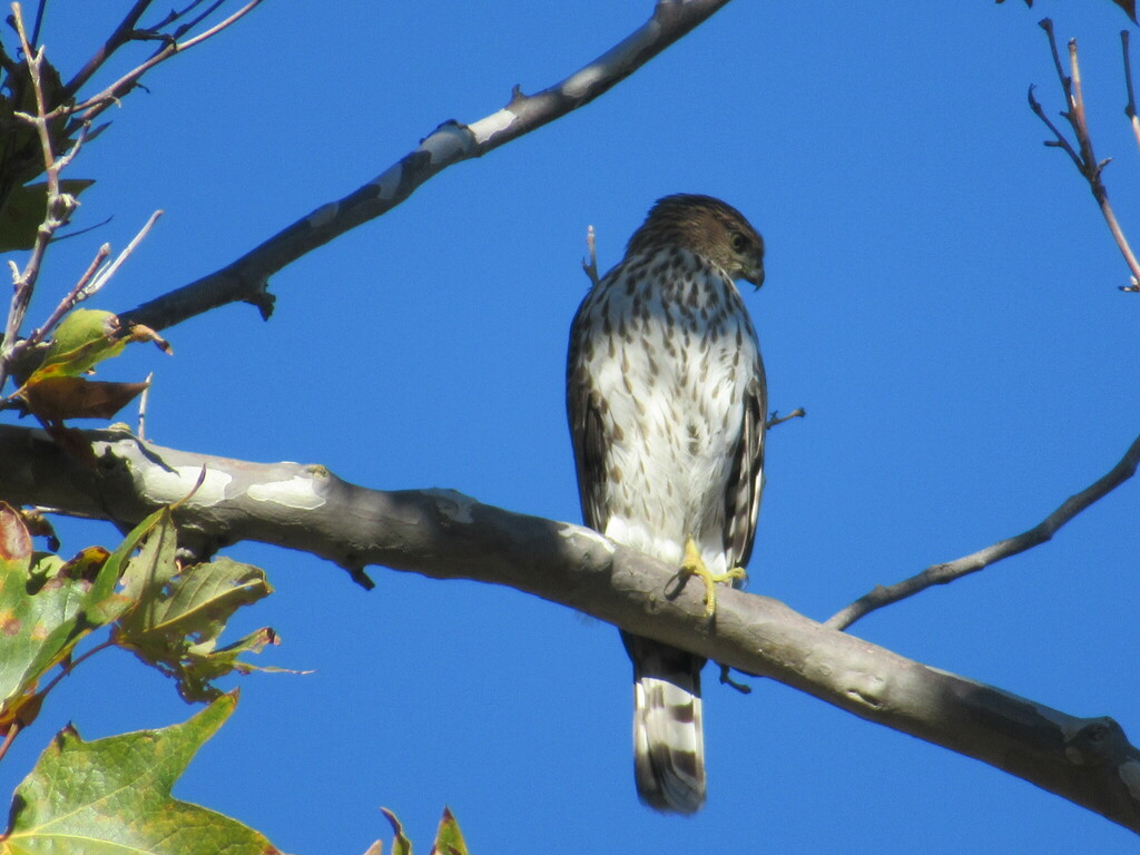 Cooper's Hawk from Guadalupe Oak Grove, San Jose, CA, USA on November ...