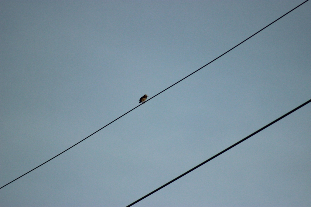 European Starling from Washington, MO, USA on November 07, 2022 at 04: ...