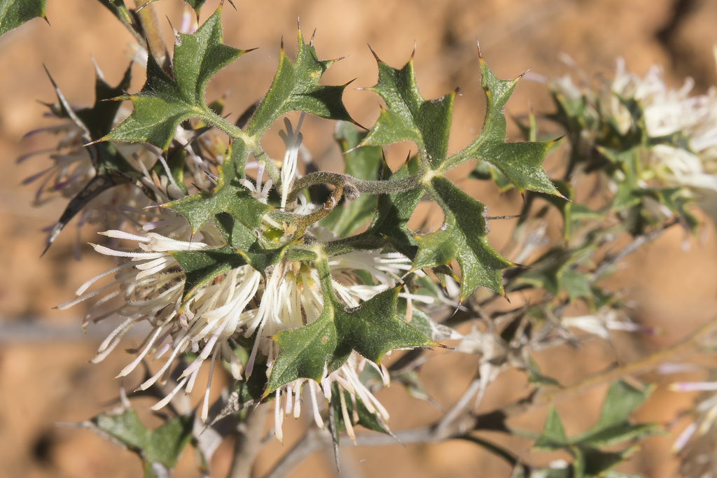 Grevillea tenuiflora from Daliak WA 6302, Australia on September 15 ...