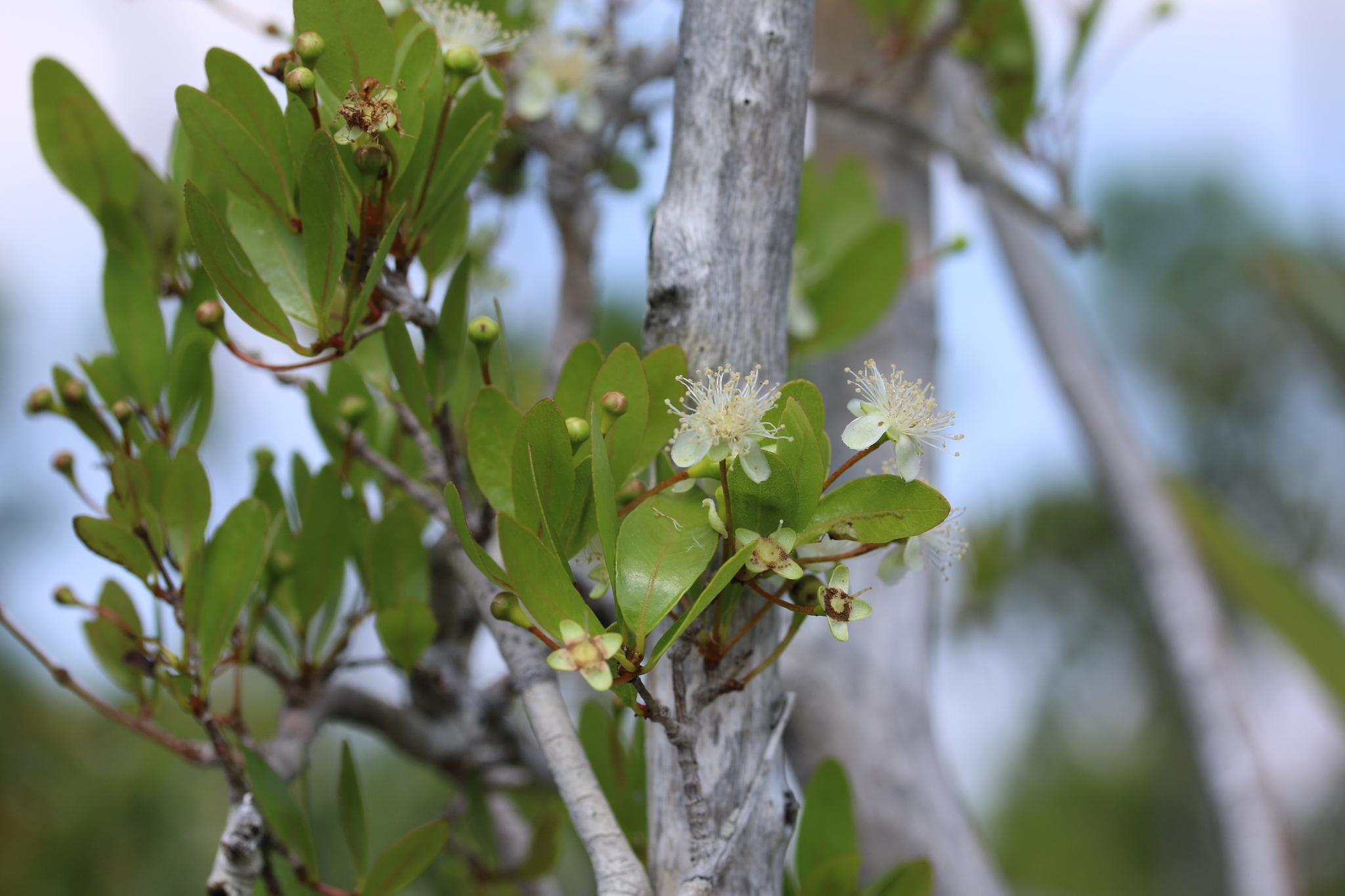 Mosiera longipes (O.Berg) Small