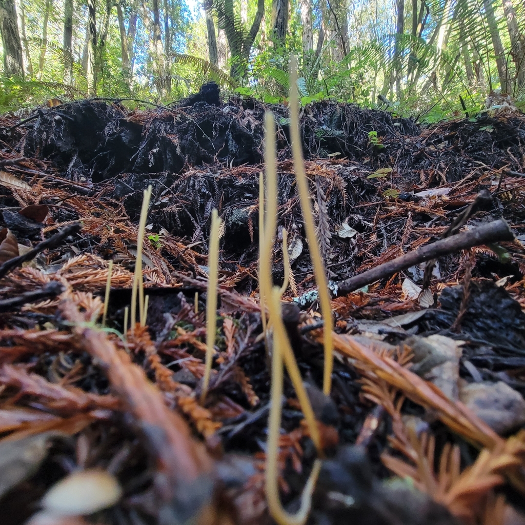 Slender Club from Palomar Park, CA 94062, USA on November 12, 2022 at ...