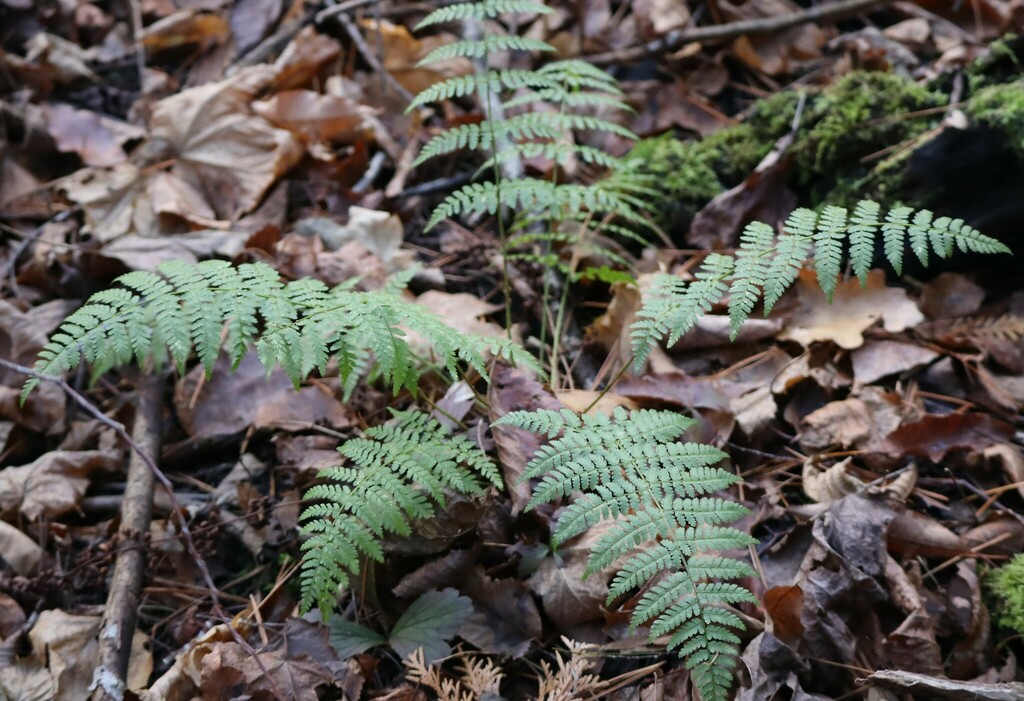 intermediate wood fern from Hastings County, ON, Canada on November 12 ...