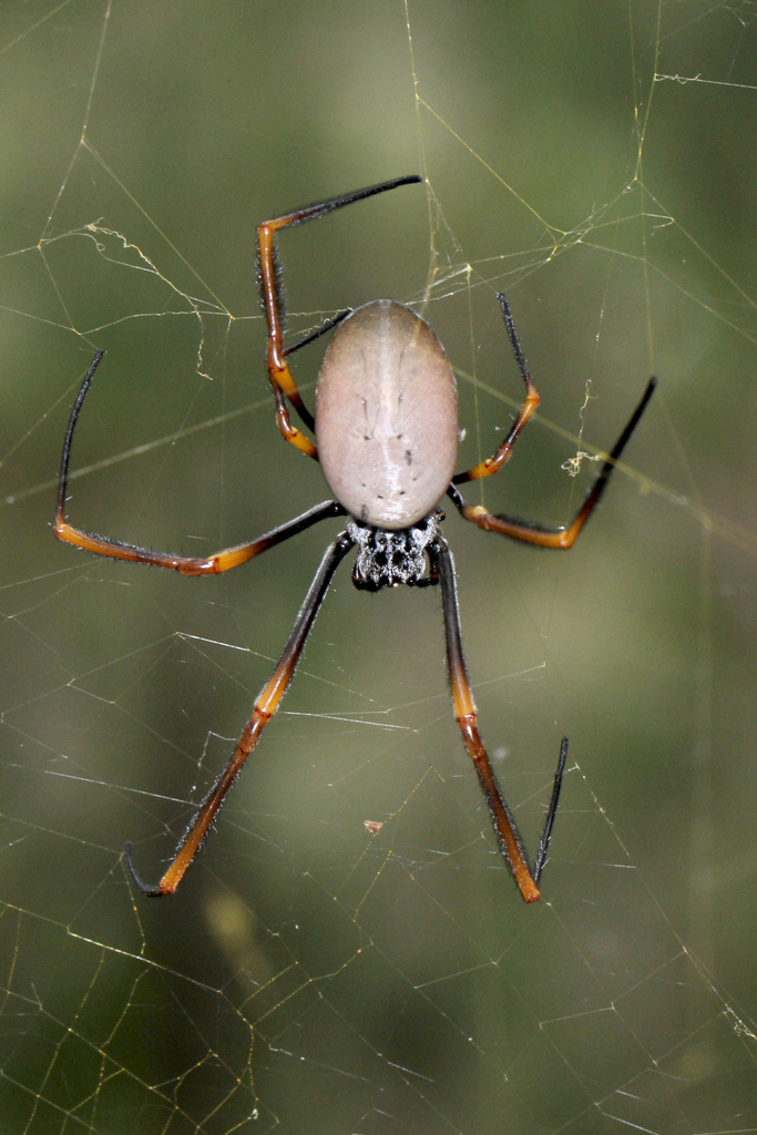 Tiger Spider from Elanda Point, Como QLD 4571, Australia on March 31 ...