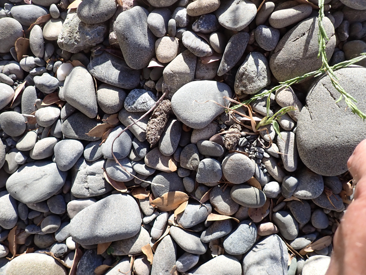 Western Toad from Humboldt, California, United States on October 15 ...