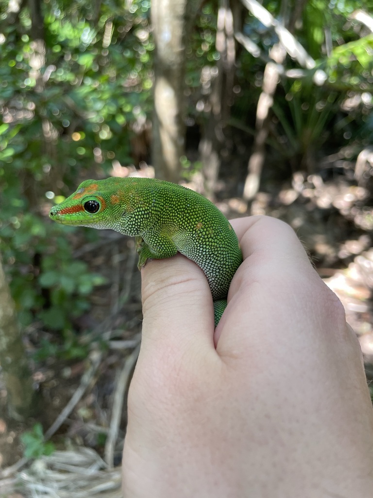 Madagascar Giant Day Gecko from Marathon, FL 33050, USA on March 10 ...