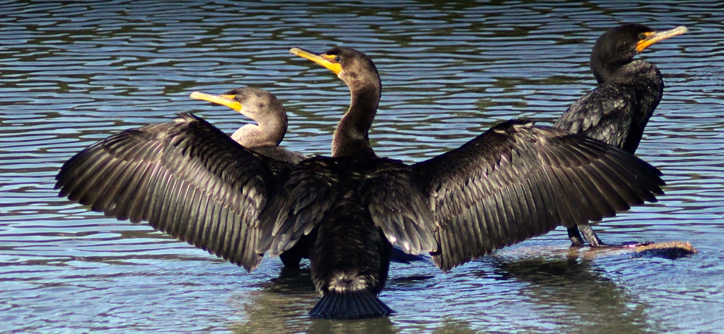 Double-crested Cormorant from Dallas, TX, USA on November 12, 2022 at ...