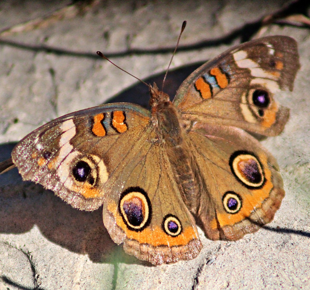 Common Buckeye from Navarro County, TX, USA on November 12, 2022 at 01: ...