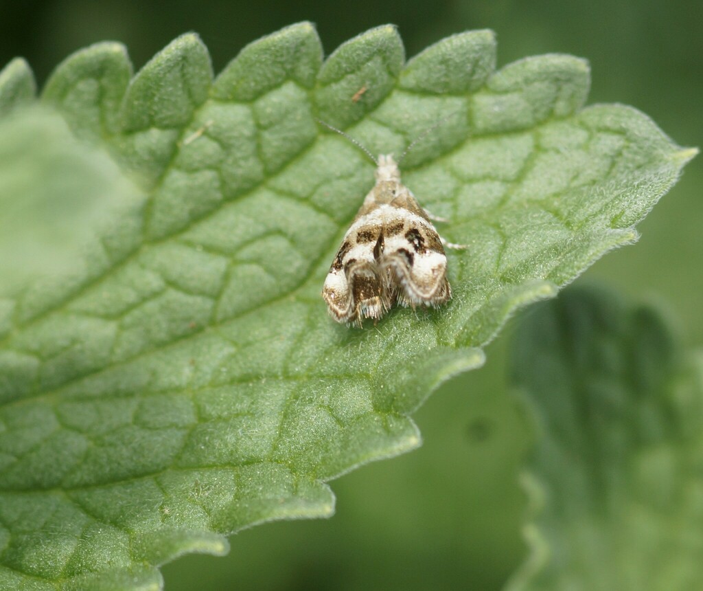 Small Thistle Moth from Adelaide SA, Australia on October 19, 2022 at ...