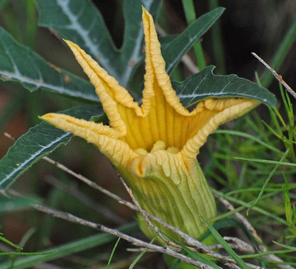 finger-leaved gourd (Cucurbita digitata) - Botanical Realm