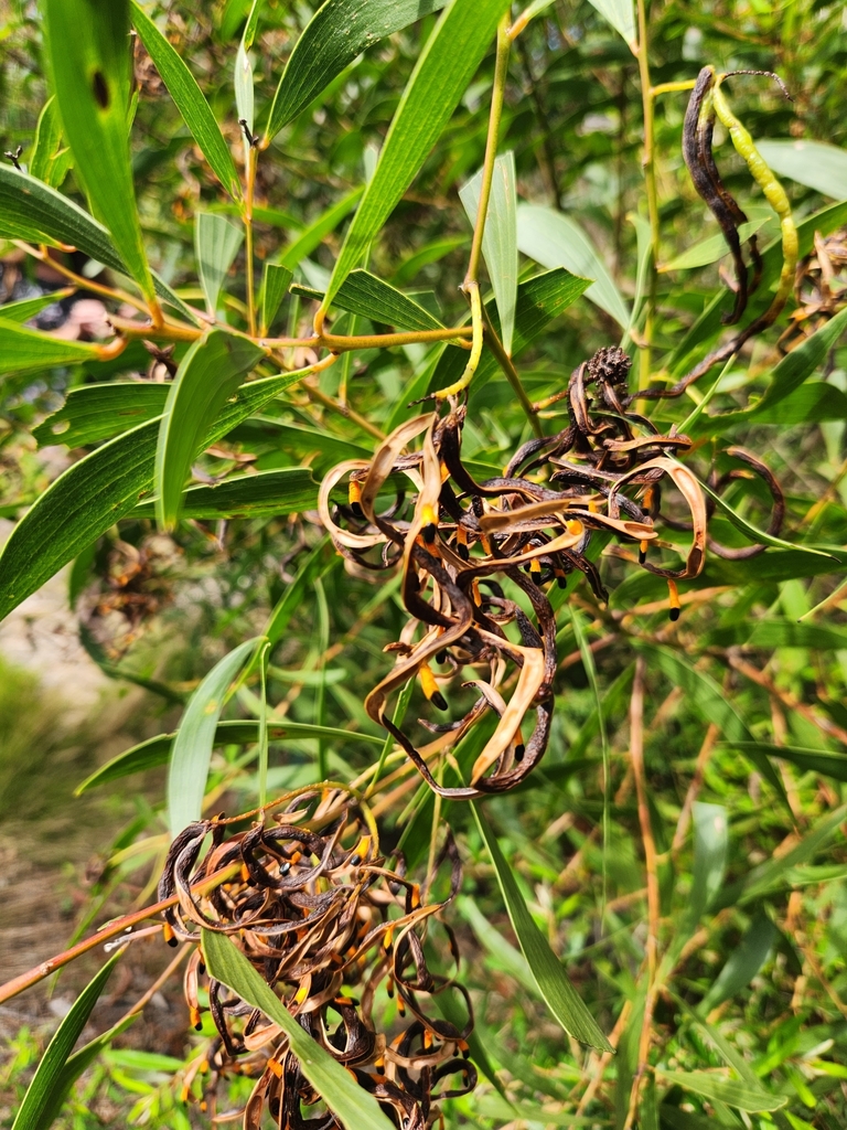black wattle from Rainbow Beach QLD 4581, Australia on November 06 ...