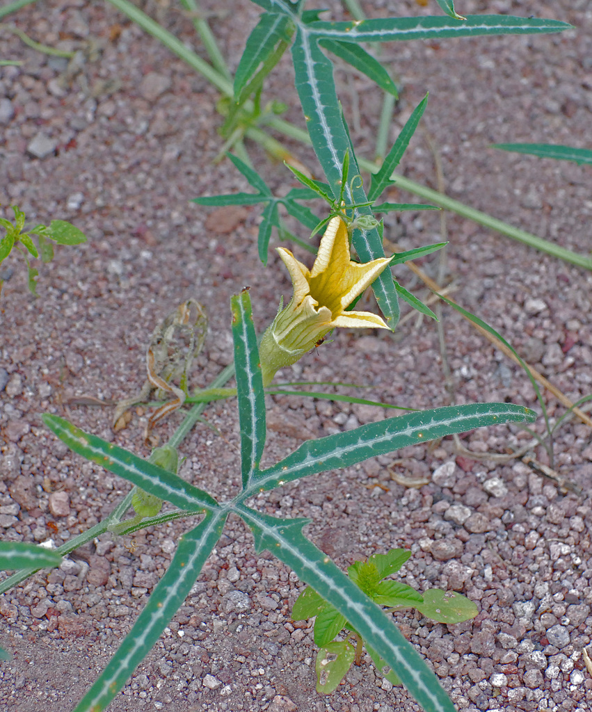 finger-leaved gourd (Cucurbita digitata) - Botanical Realm