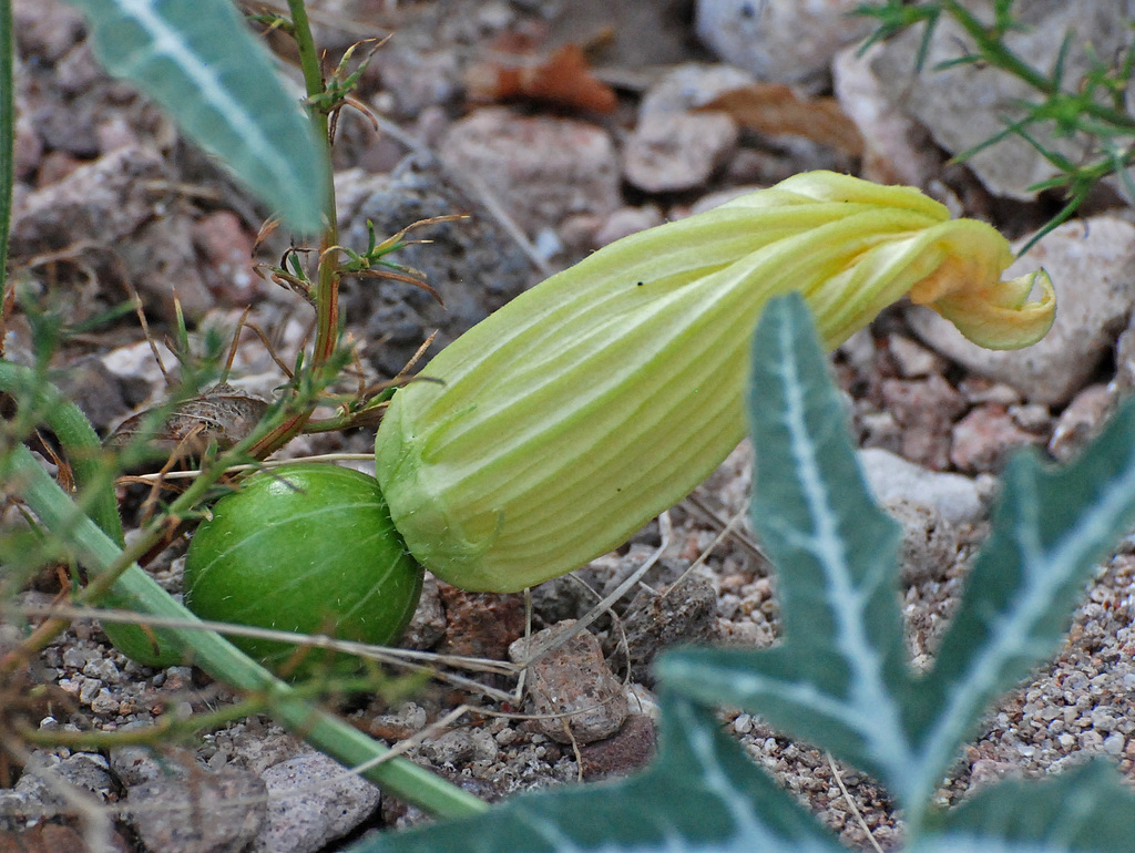 finger-leaved gourd (Cucurbita digitata) - Botanical Realm