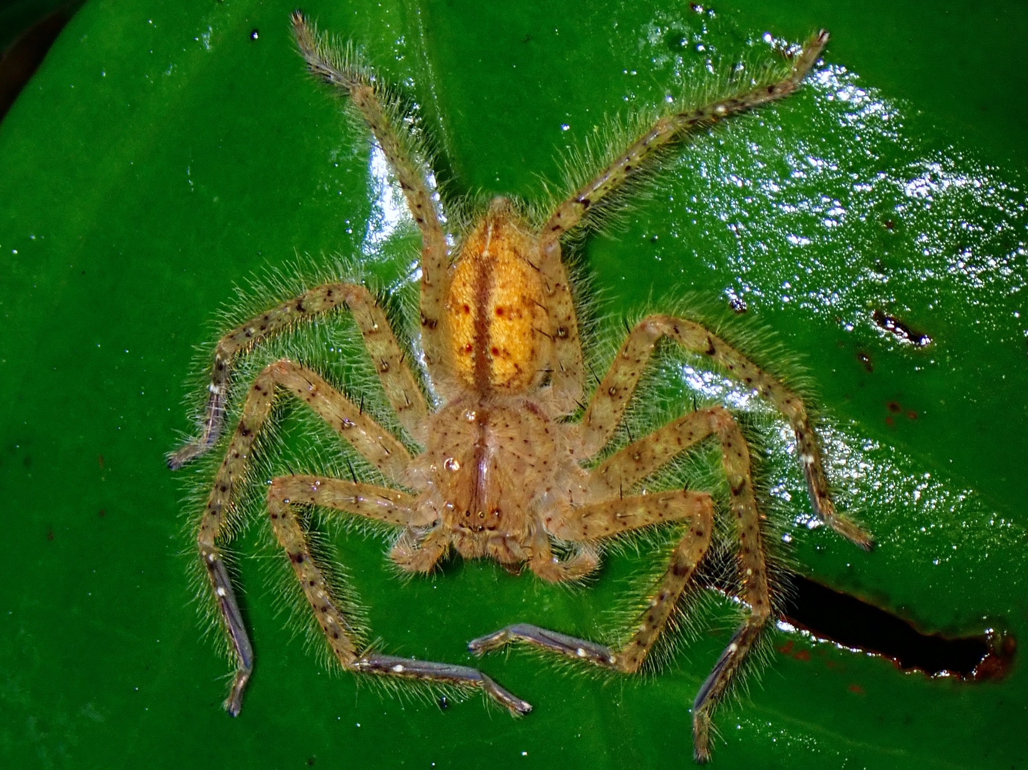 Heteropoda davidbowie Jäger, 2008