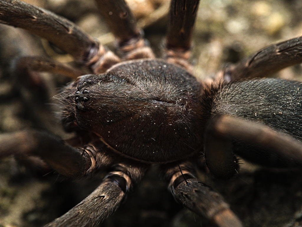 Zorocrates from Av Instituto Politécnico Nacional 2508, San Pedro ...