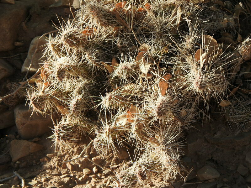 Airampoa from Yavi Chico, Jujuy, Argentina on October 31, 2022 at 06:19 ...