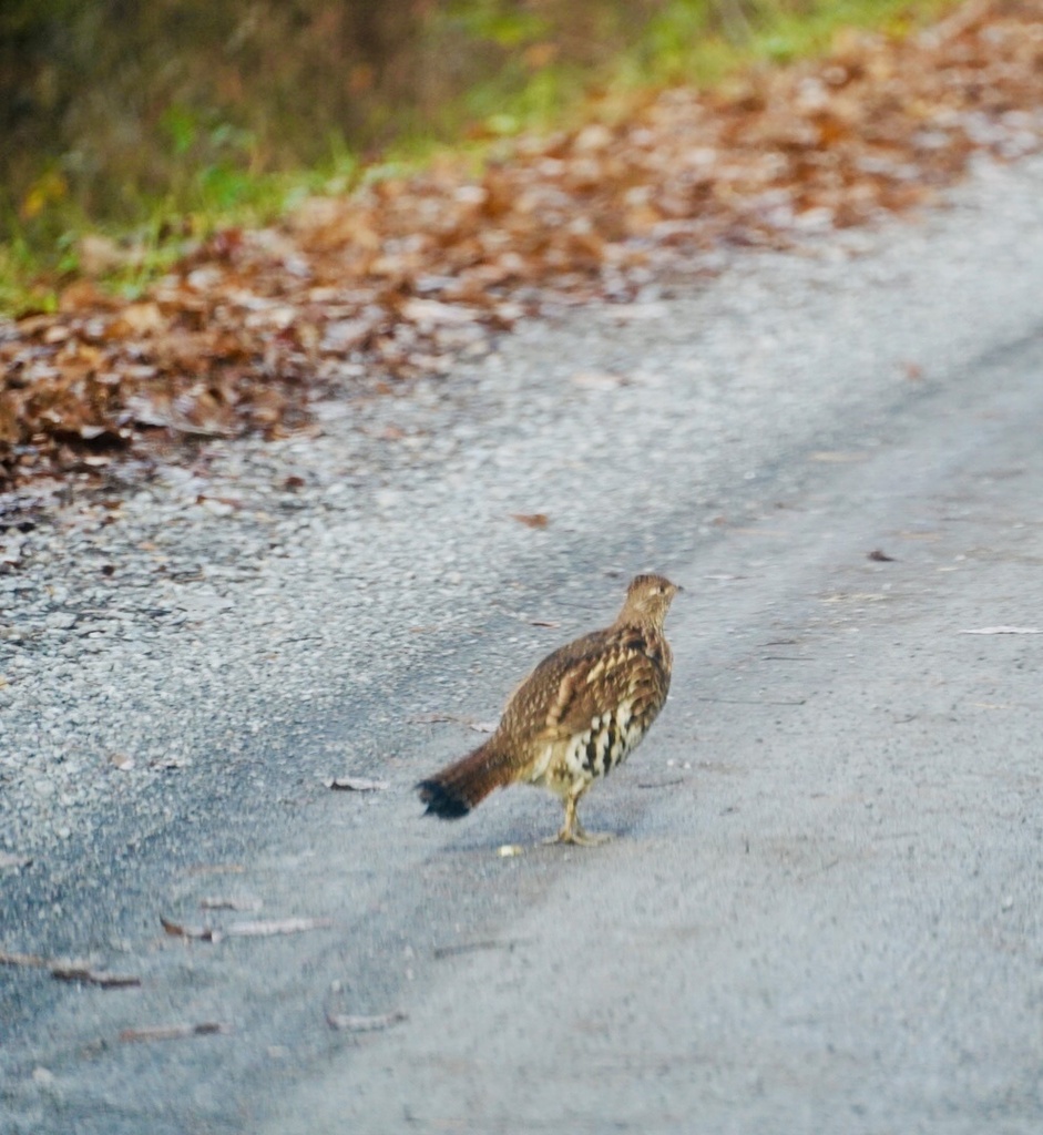Ruffed Grouse from Wildcat Run Rd, Maggie Valley, NC, US on November 12 ...