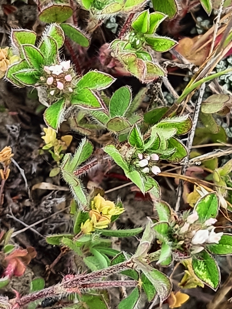 Knotted clover from Mount Pisa, New Zealand on November 13, 2022 at 10: ...