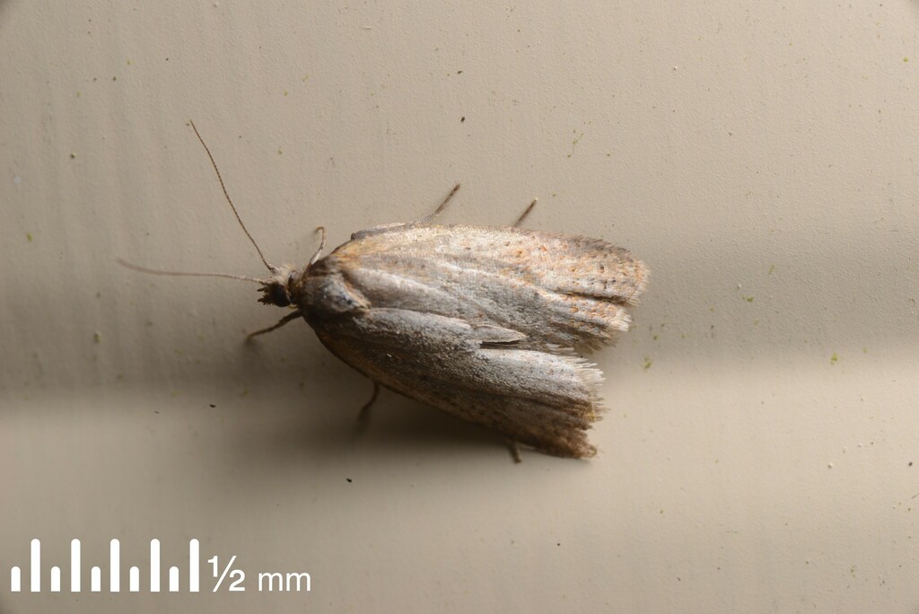 Yellow Field Bell Moth from Christchurch including Banks Peninsula ...