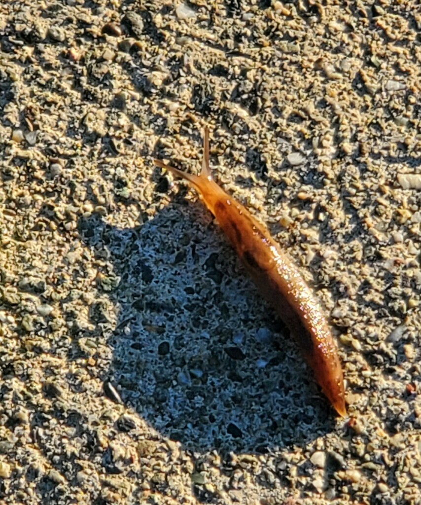 Striped Greenhouse Slug from American Canyon, CA 94503, USA on November ...
