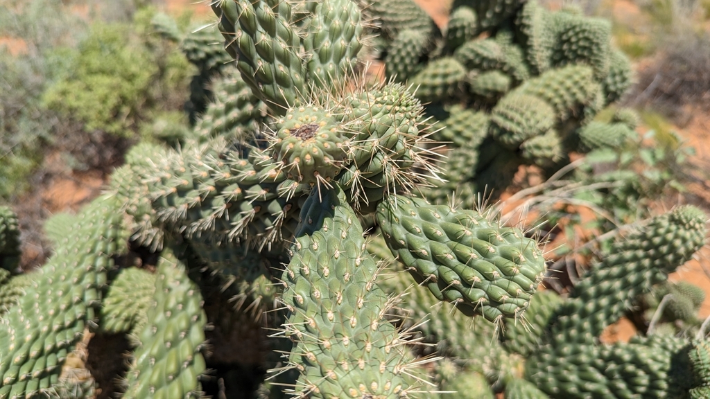 Boxing Glove Cactus from Andamooka Station SA 5722, Australia on ...