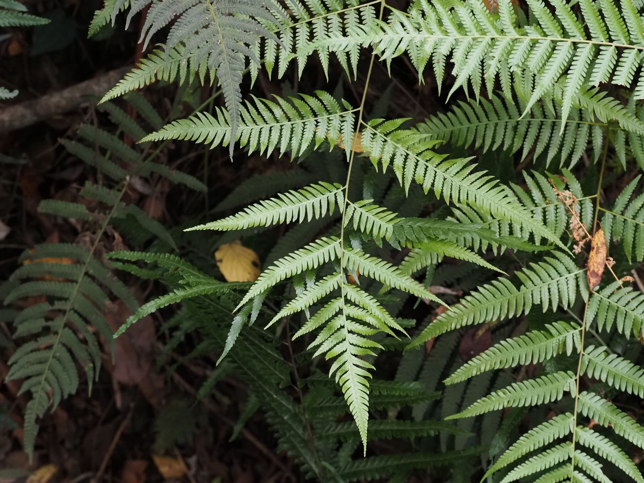 Cibotium barometz (L.) J.Sm.