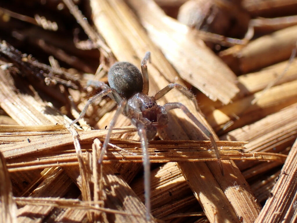 South American Toothed Hacklemesh Weaver in November 2022 by u ...