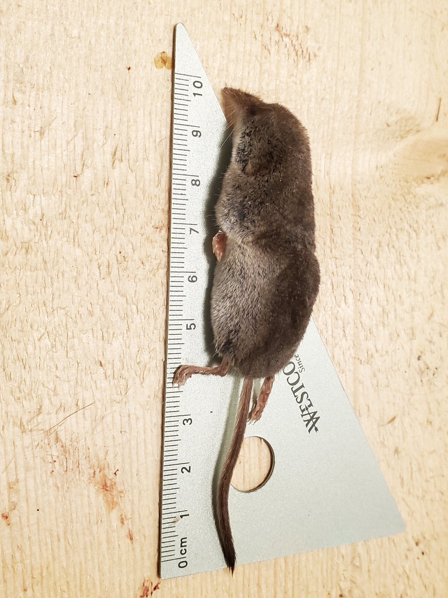 Sorex monticolus Merriam, 1890